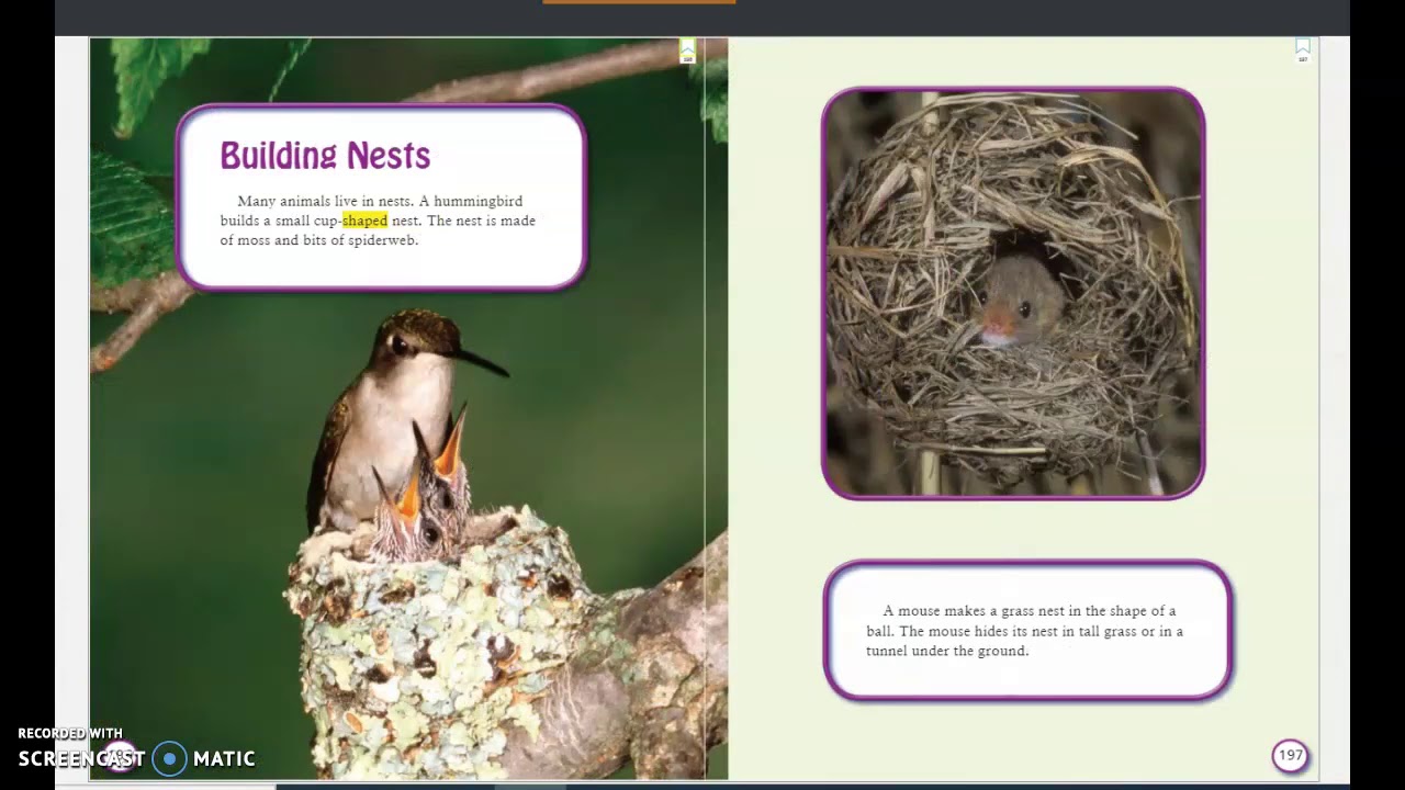 Animals Building Homes - YouTube