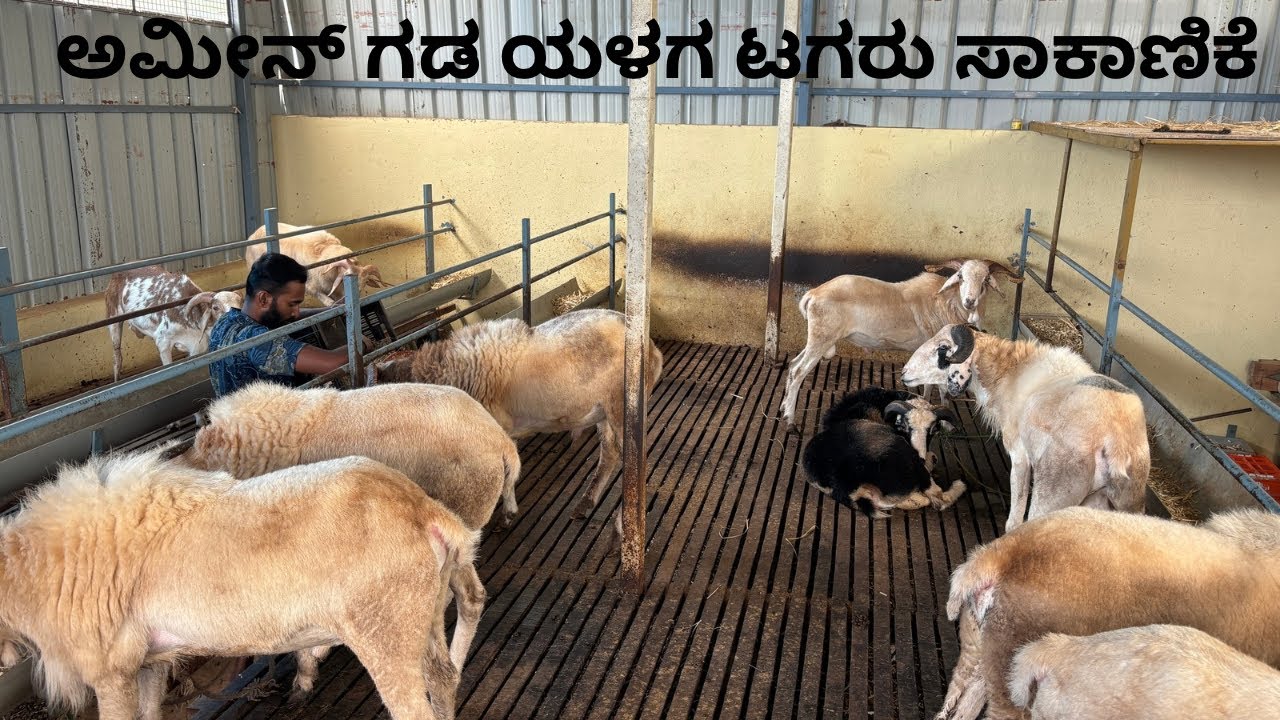 Amingad Yalaga Sheep Farming |Amingad Sheep Farming - YouTube