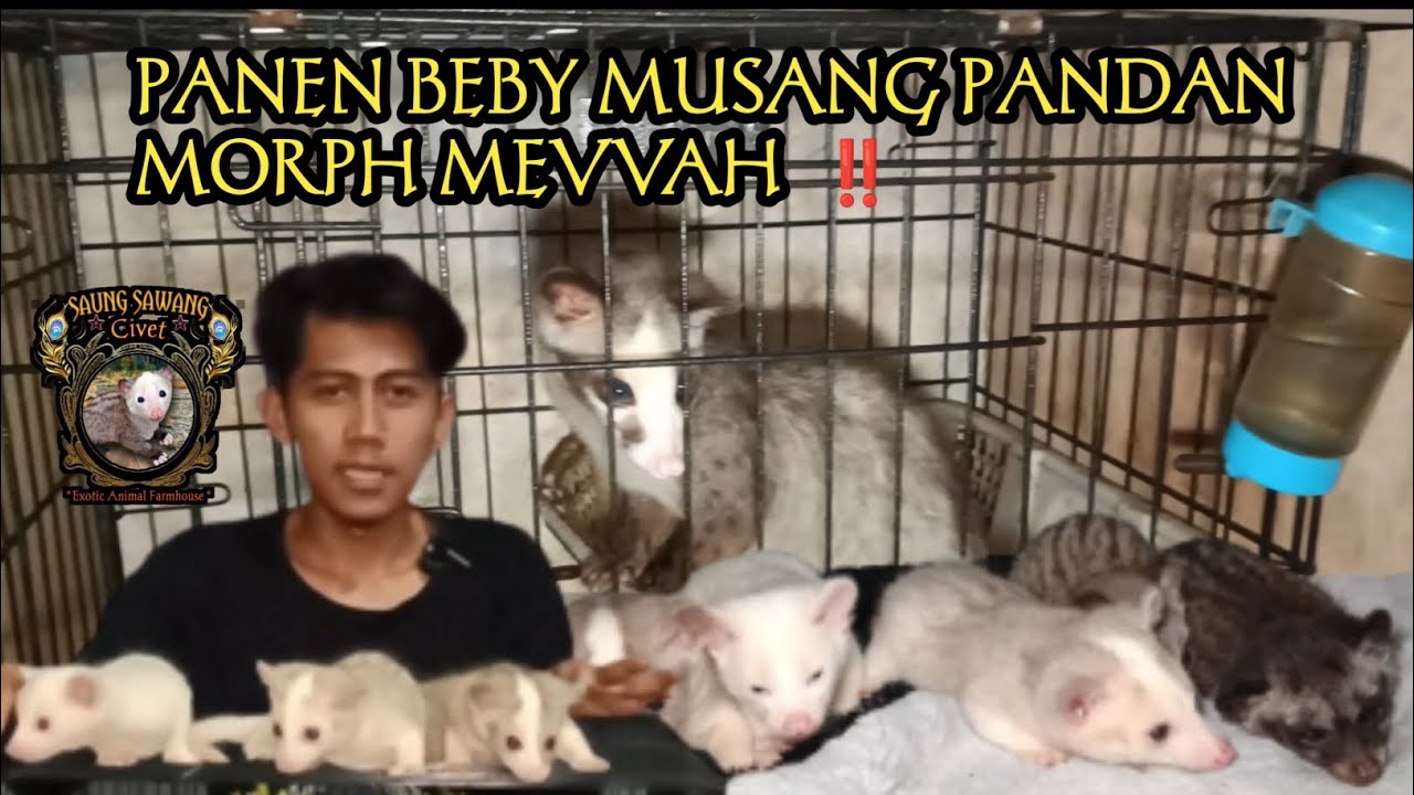 PANEN Musang MORPH MEVVAH. Ayoo Booking, Adopsi ini ‼️ #musangpandan # ...