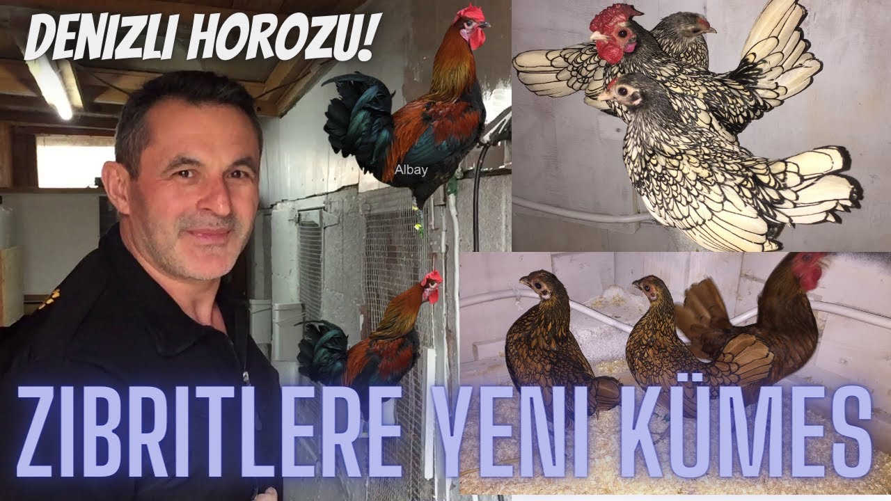 Zibrit Süs Tavuklarina Yeni Kümes - YouTube