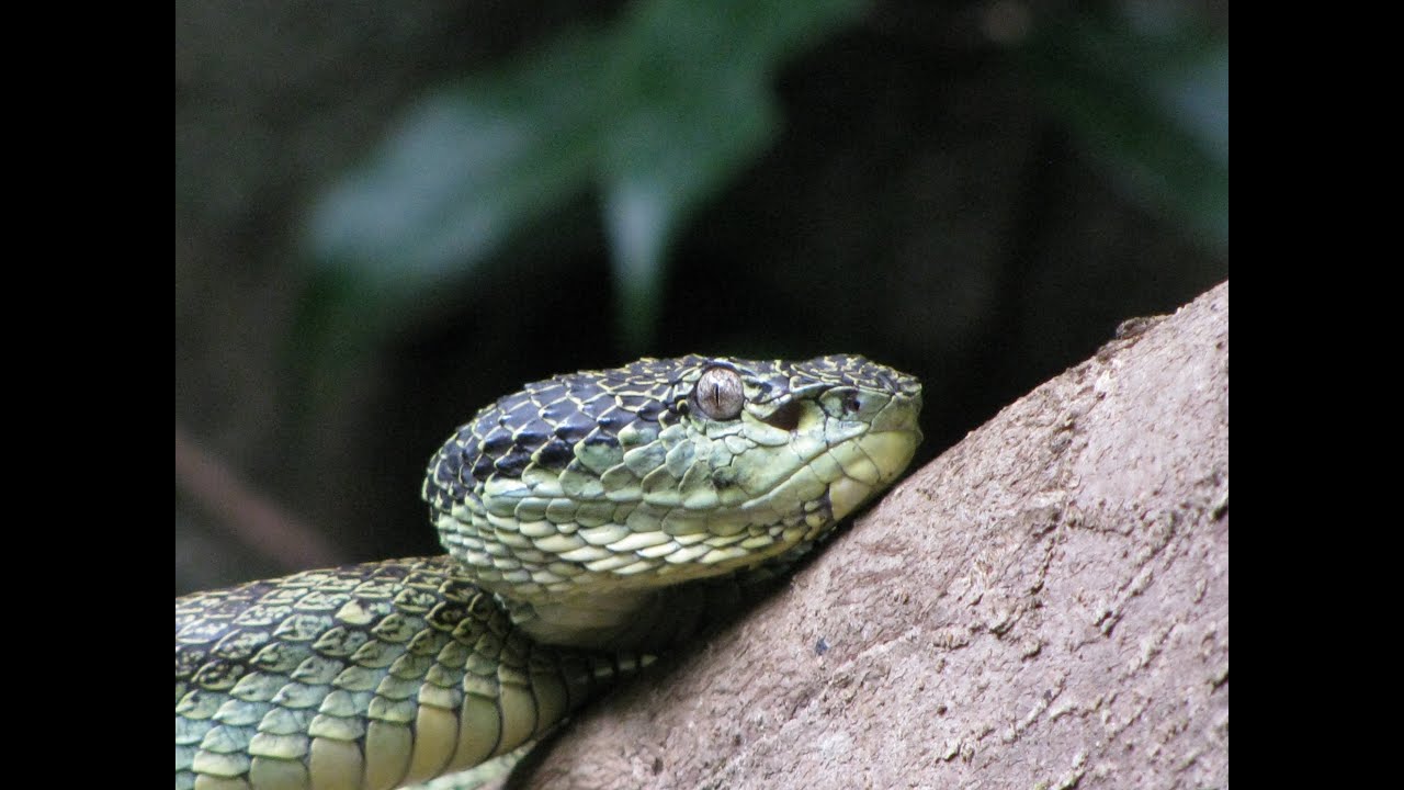 Malabar pit viper (Trimeresurus malabaricus) at Peppara Wildlife ...