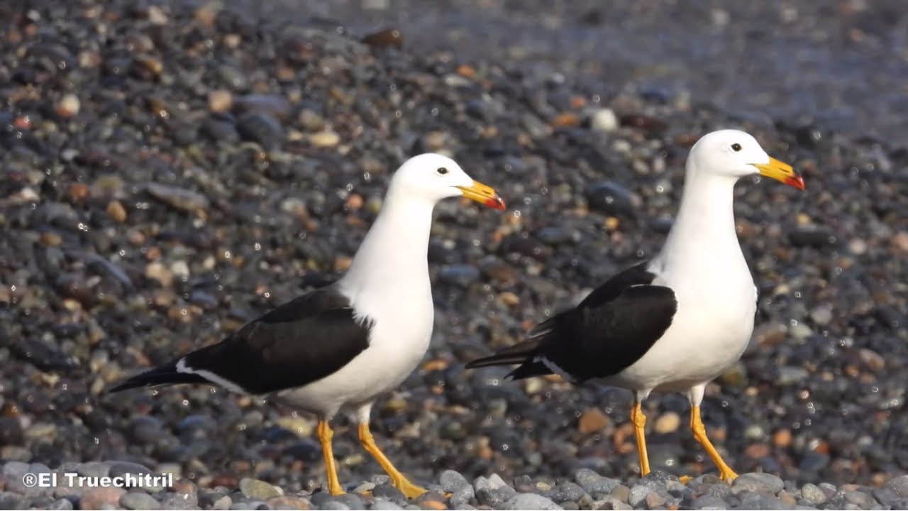 Gaviota peruana (Larus belcheri) / Belcher's Gull - YouTube