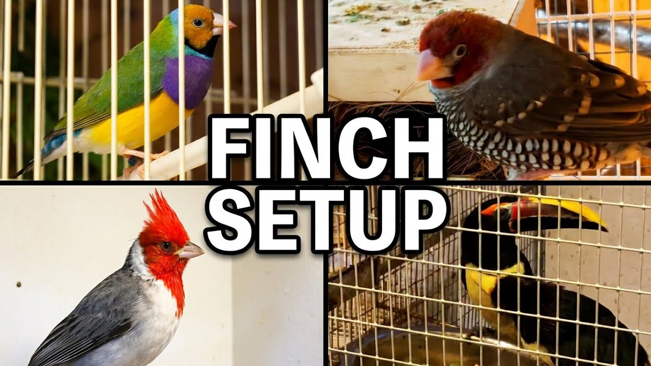 Finch Breeding Setup | Softbills & Bird Room Tour - YouTube