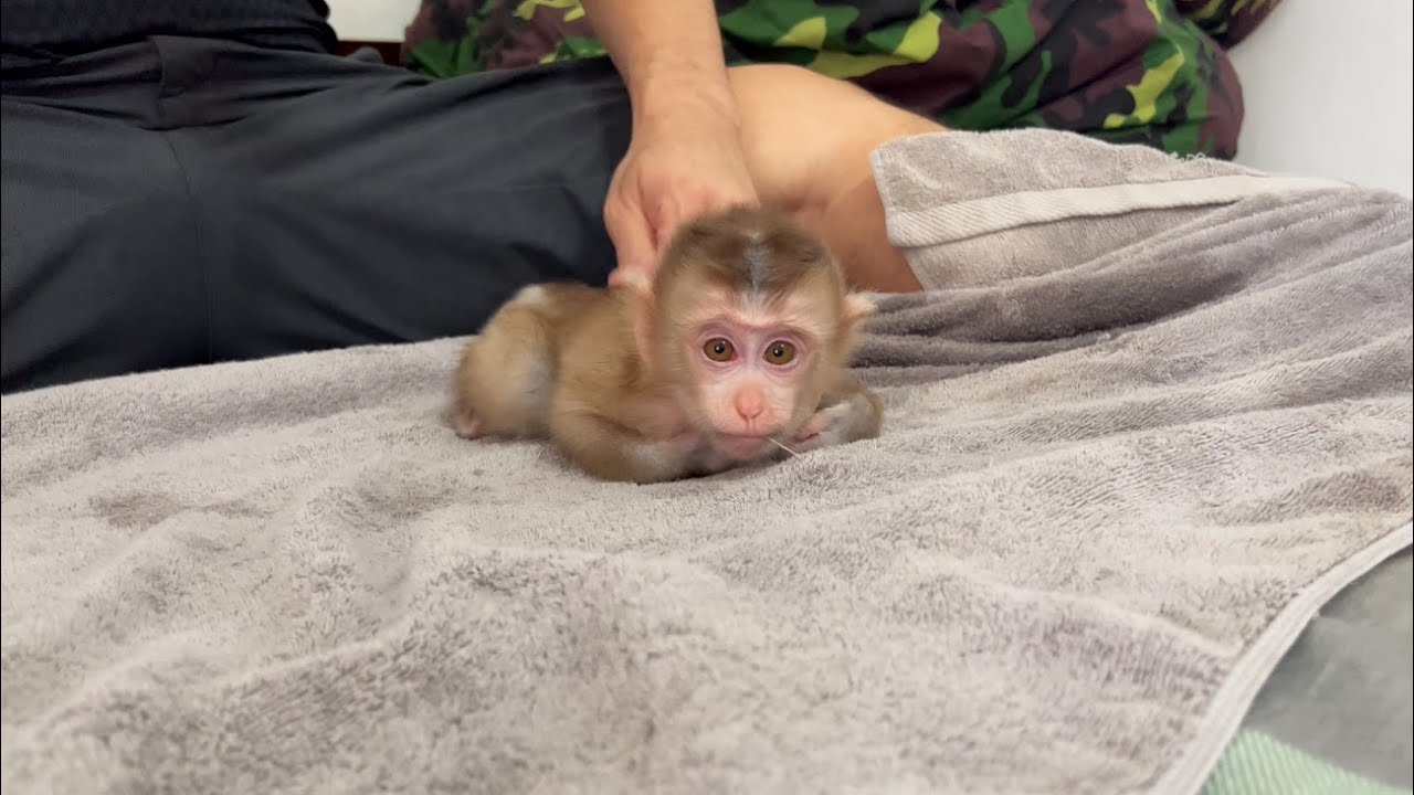 Lucky Baby Monkey is bathed by his father and obediently listens to his ...