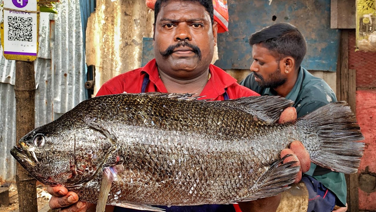 KASIMEDU 🔥 SPEED SELVAM | HUGE KAL KODUVA FISH CUTTING VIDEO | 4K VIDEO ...