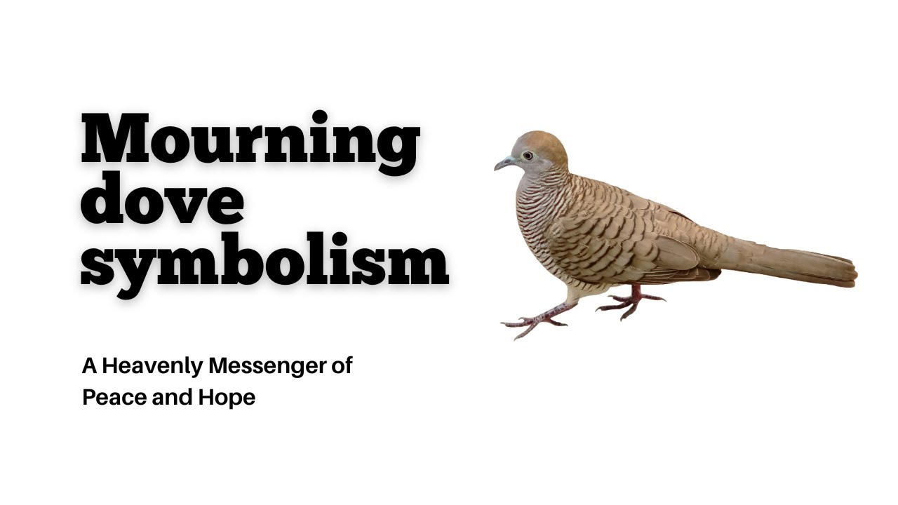 Mourning dove symbolism: A Heavenly Messenger of Peace and Hope ...