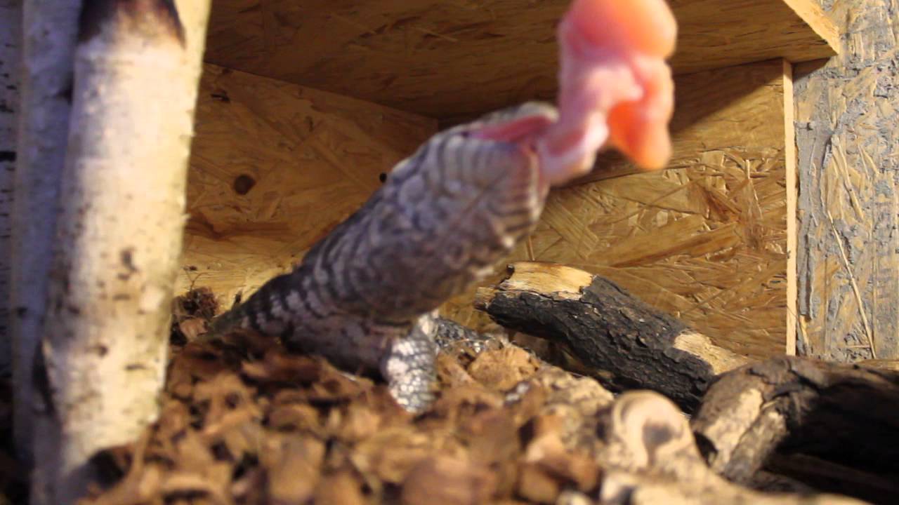 Waran stepowy - YouTube