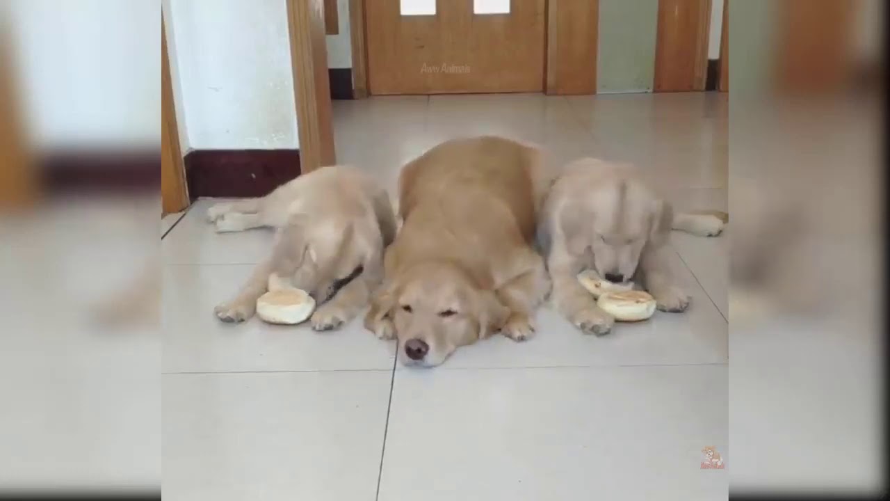 cute and funny dog moments compilation 2020 - YouTube