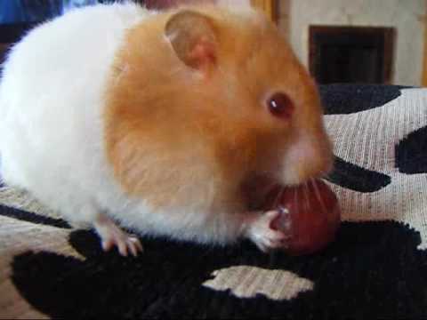 Cutest Ever Hamster Eating Grapes - YouTube