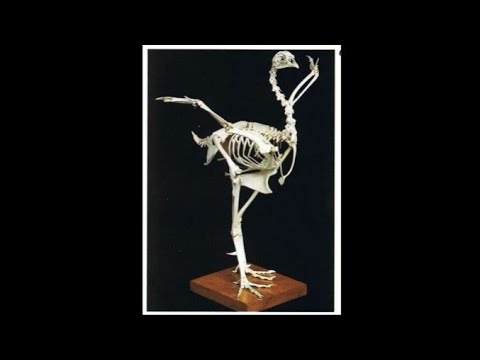 Skeleton of Fowl | ANATOMY by Dr. Payal Jain | NDVSU | 1st Year Lecture ...