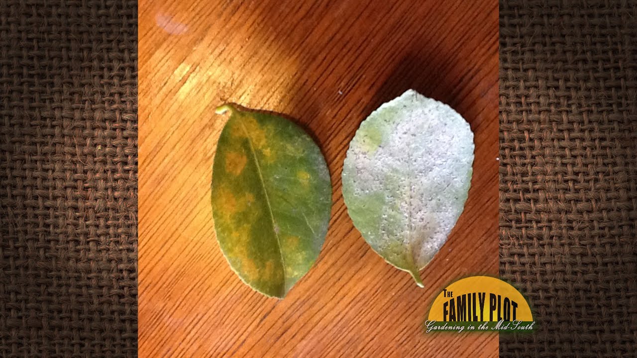 Q&A - Scales on Camellia Leaves - YouTube