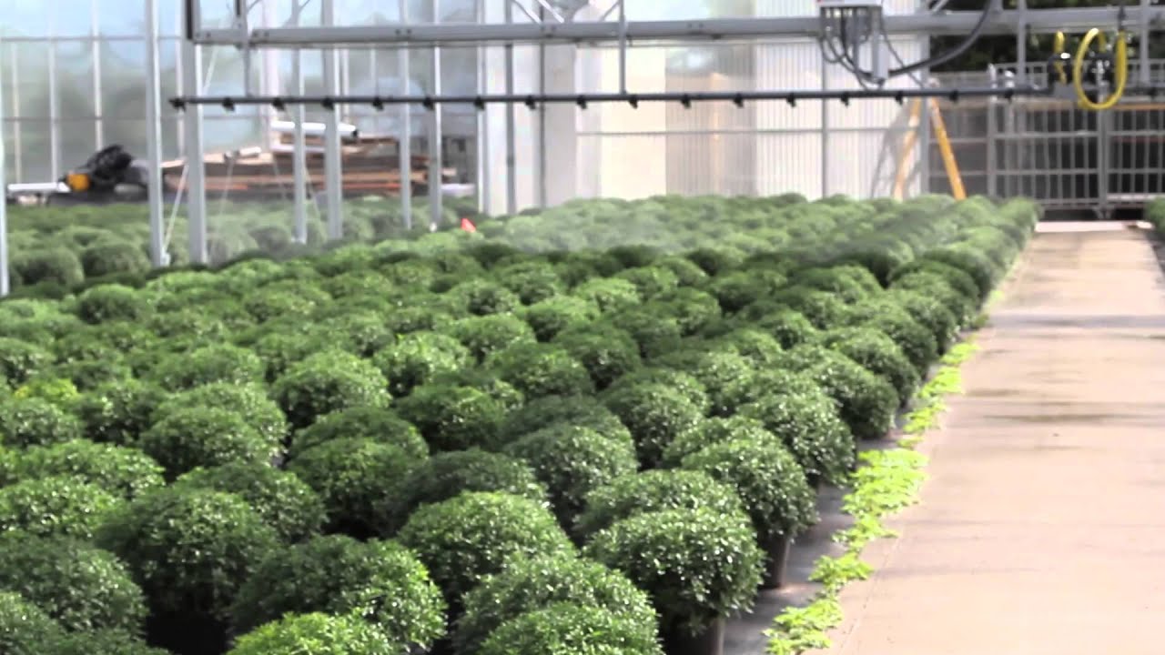 Watering boom technology for Greenhouse | Dubois Agrinovation - YouTube