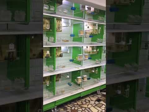 Muhabbet Kuşu ÜRETİMHANEM BAYRAM AKYILDIZ +90 545 323 65 97