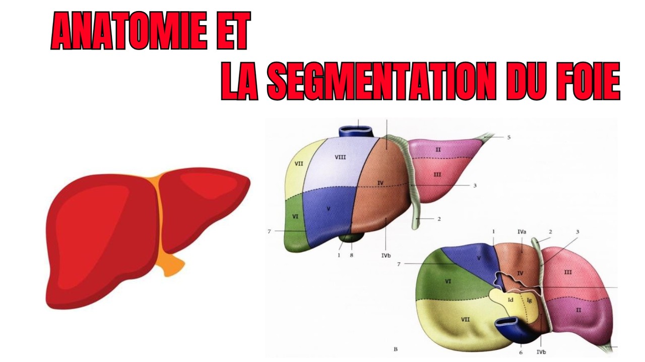 L'ANATOMIE et la SEGMENTATION DU FOIE : tout ce qu'il faut savoir ...