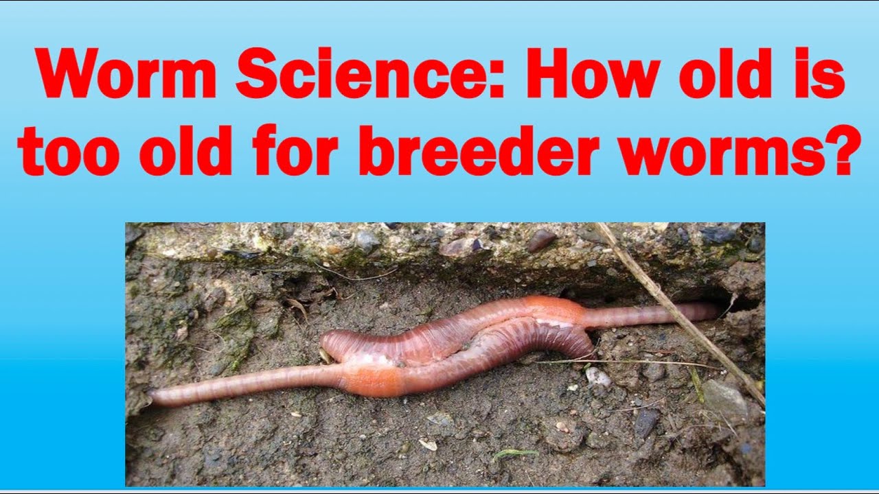 Worm Science: What are the Optimal and Maximum Age Range for Breeding ...