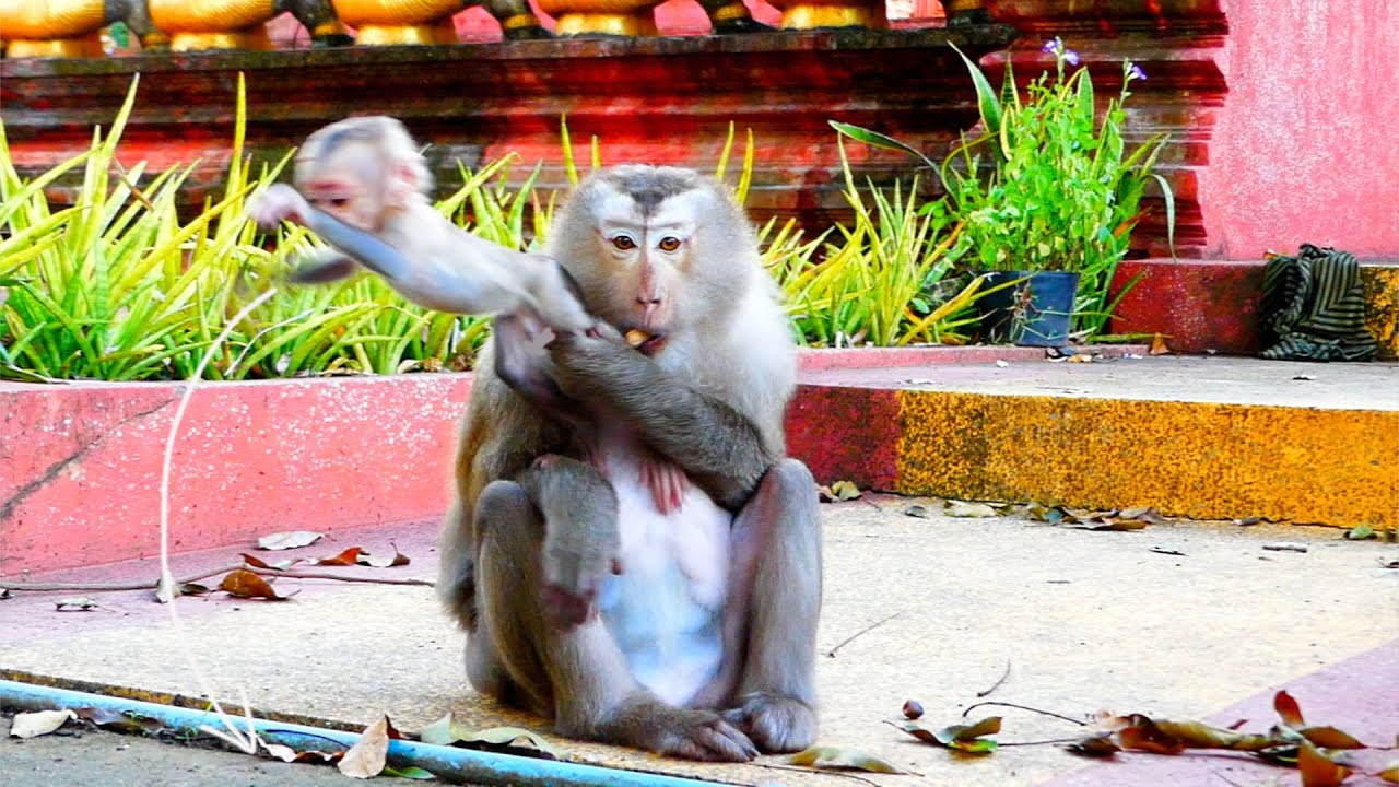 Oh hooo...tiny baby monkey PEDRO is busy and want to fly but his mom PINKA always care. - YouTube