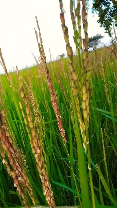 Black Rice 🌾#shorts #MK HRIDOY - YouTube