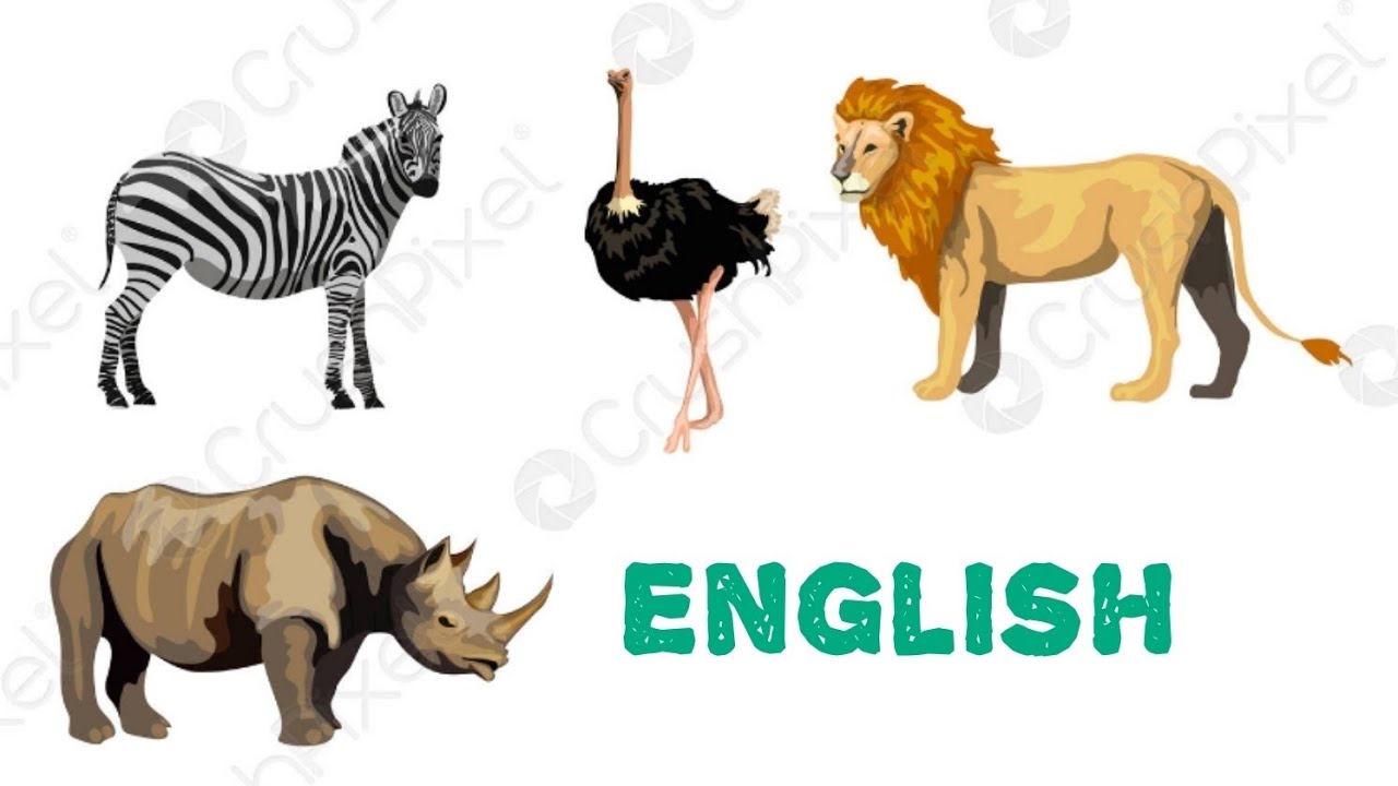 wild animals for #kids 🐼 - YouTube
