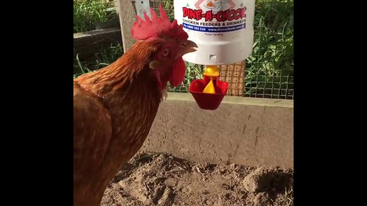 Chicken learning how to use a chicken drinker - YouTube