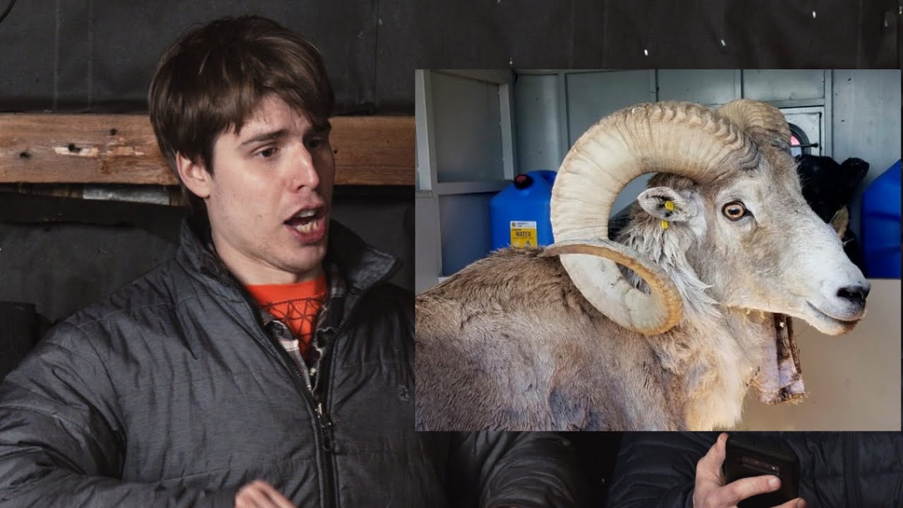 Genetically Engineering Giant Sheep - YouTube