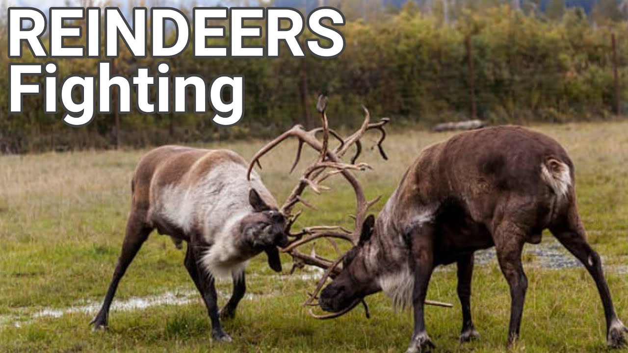 Reindeer Fighting | Reindeers | Nature | Animals | #reindeer #scenery ...