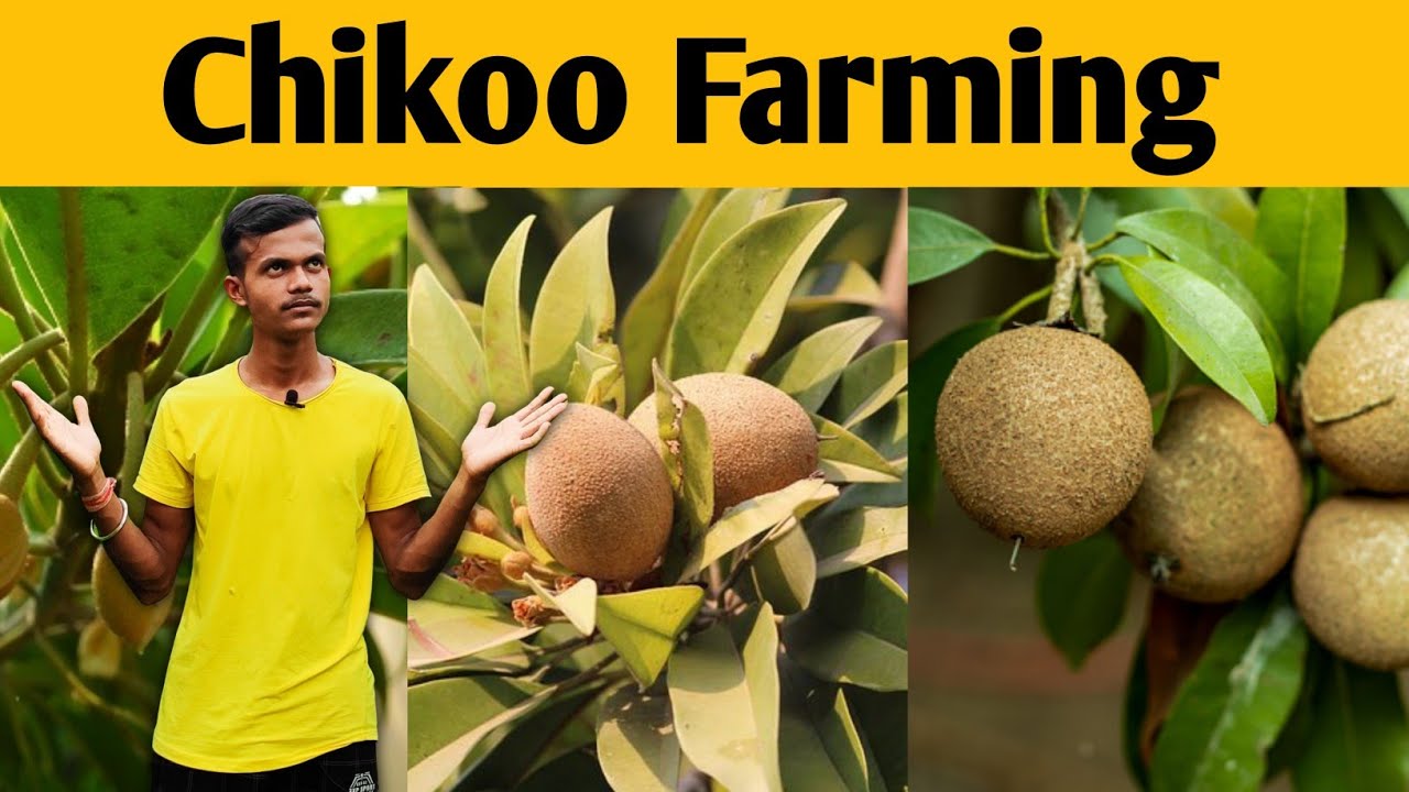 चीकू की खेती | Chikoo Farming | 4 lakh or Acre | Sapota Farming | A to ...