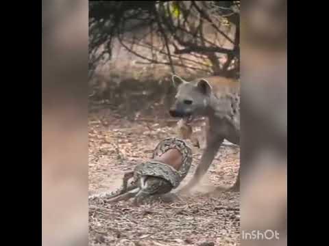 Hyena trying to steal impala from python. #shorts - YouTube