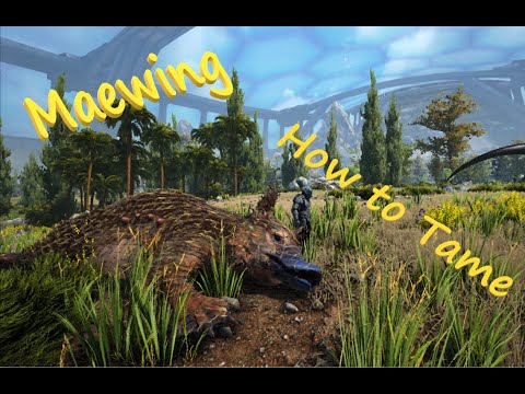 ARK How to Tame a Maewing - YouTube