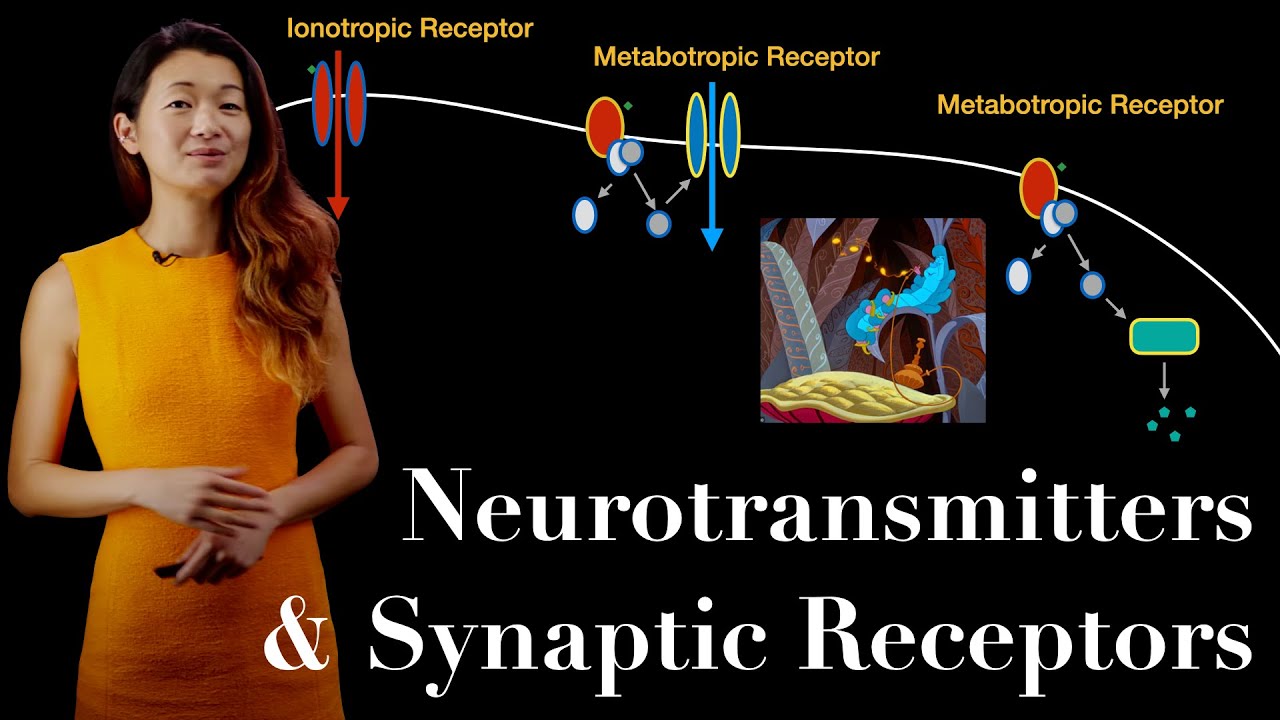 Neurotransmitters | Ionotropic and Metabotropic Receptors of the ...
