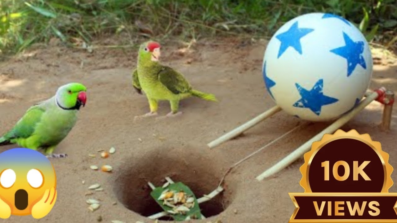 New 😱Creative Unique Bird Trap Using Small Plastic Ball - Rolling ...