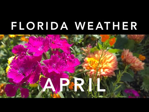 What Is The Climate Of Florida In April