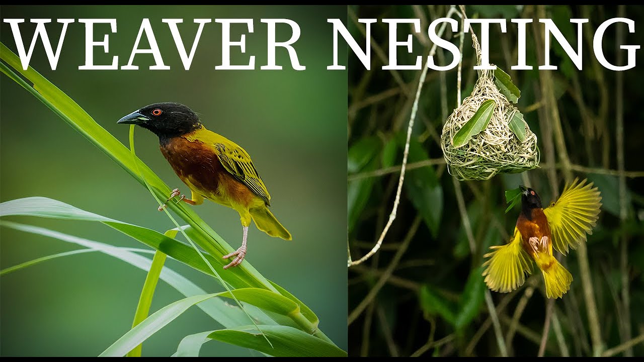 GOLDEN BACKED WEAVER NESTING - Bird photography - YouTube