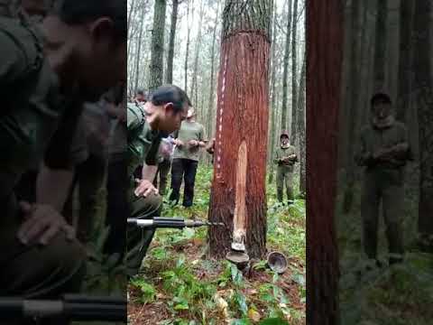 mesin sadap getah Pinus sistem bor