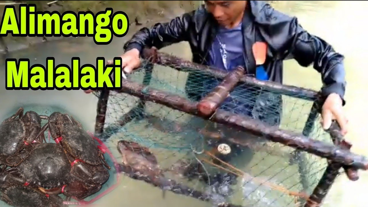 Ang Daming Alimango Ang Pumasok Sa Loob Ng Trap|Alimango Hunting ...