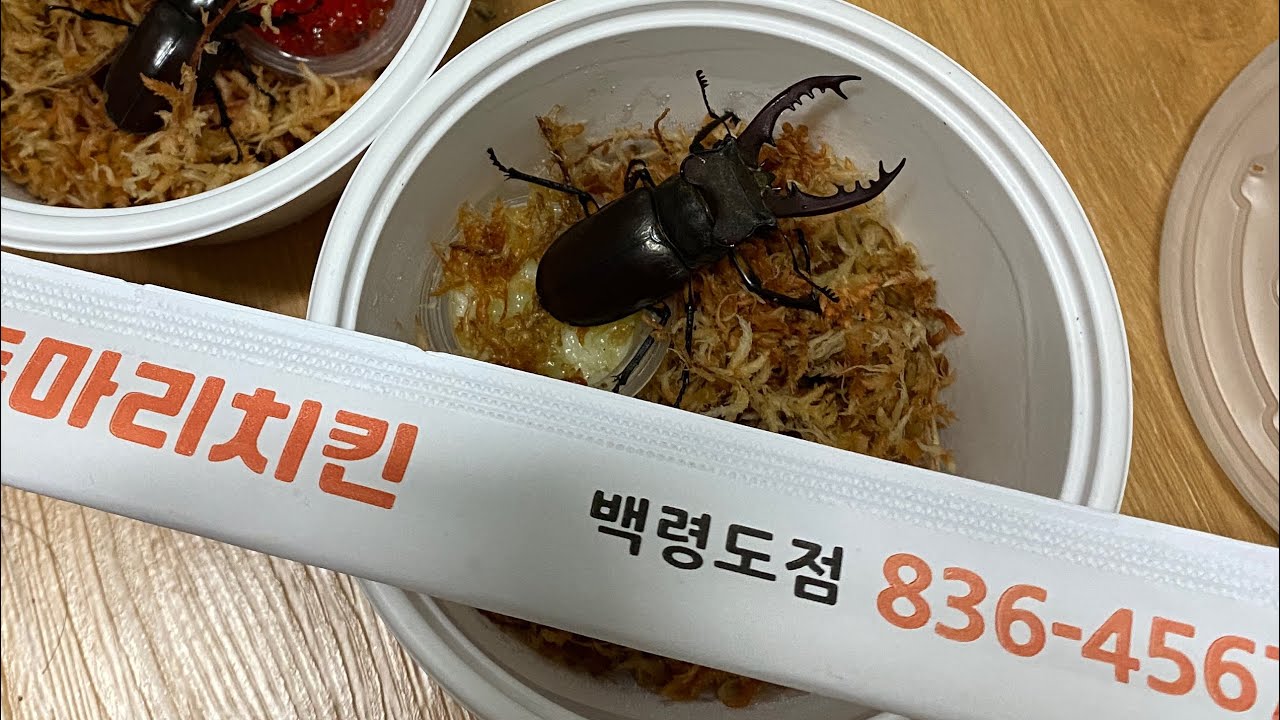 백령도채집!! 걍사슴벌레 실존확인!!(Lucanus dybowski in baengyeong is. !!!) - YouTube
