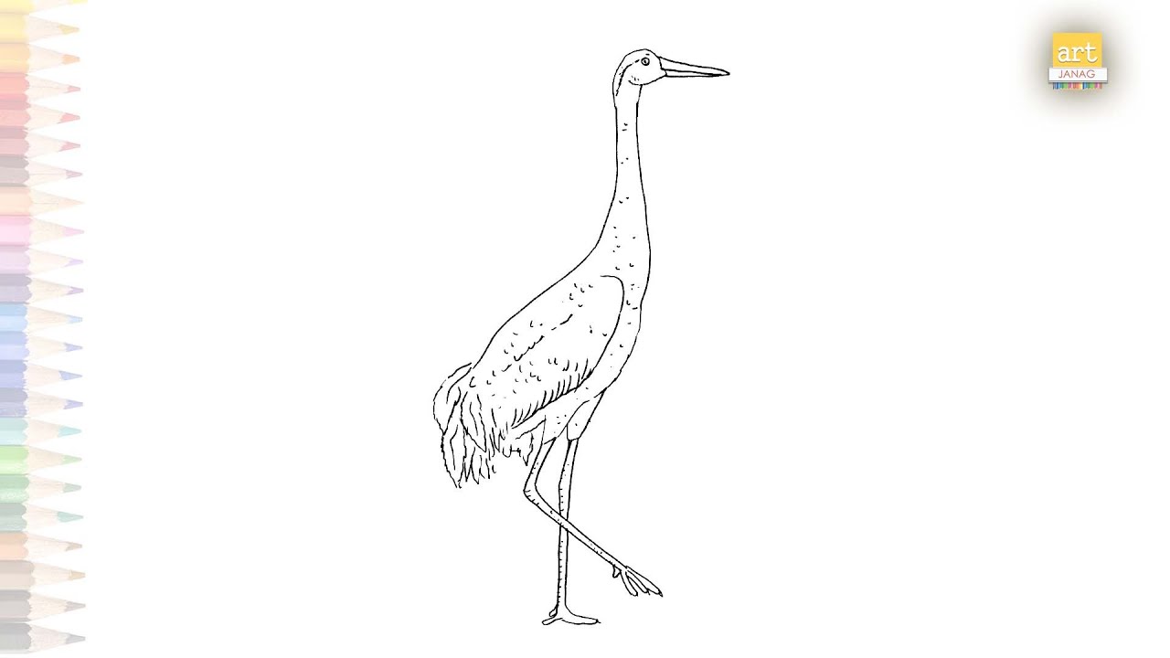 Sandhill crane drawing | Crane drawing tutorials | How to draw Sandhill ...