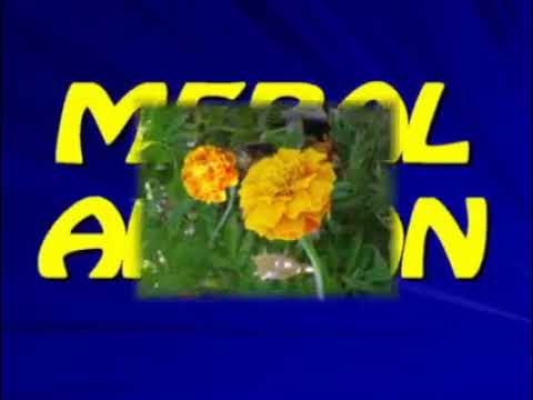 MERAL AKMAN-AYRILDIMDIM GÜLÜM SENDEN