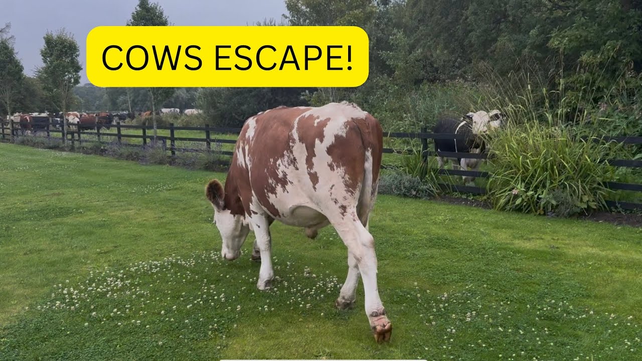 DAY IN THE LIFE & COWS ESCAPE! - YouTube