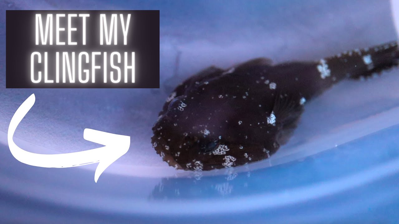 Clingfish: The Weirdest Fish Ive Ever Owned - YouTube