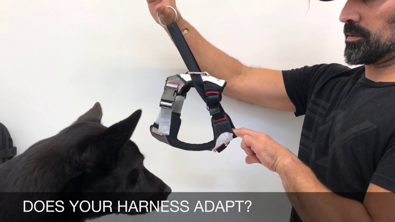 Duo ‘Adapt’ Dog Harness - YouTube
