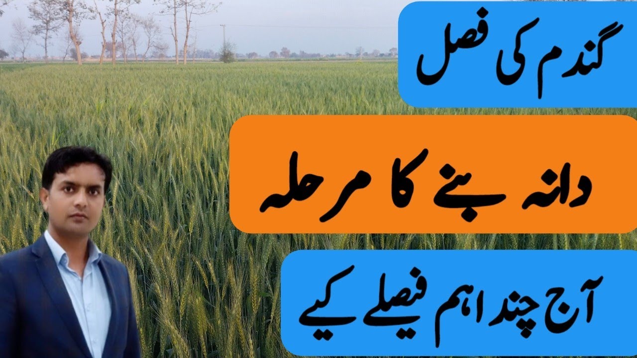 Wheat crop decisions on booting, heading and milking stages - YouTube