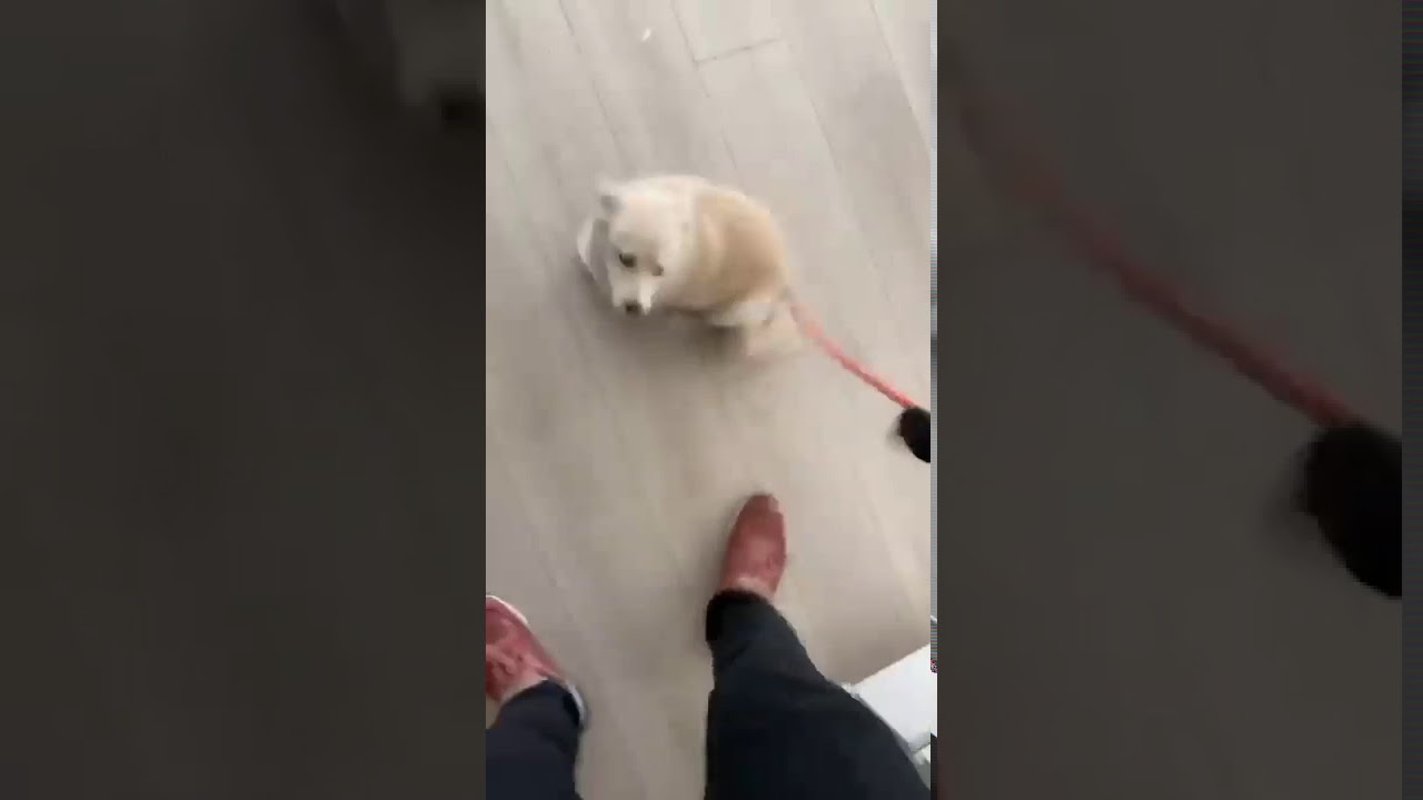 Yuki Le Chien De Michou YouTubeチャンネルアナリティクスとレポート - NoxInfluencer