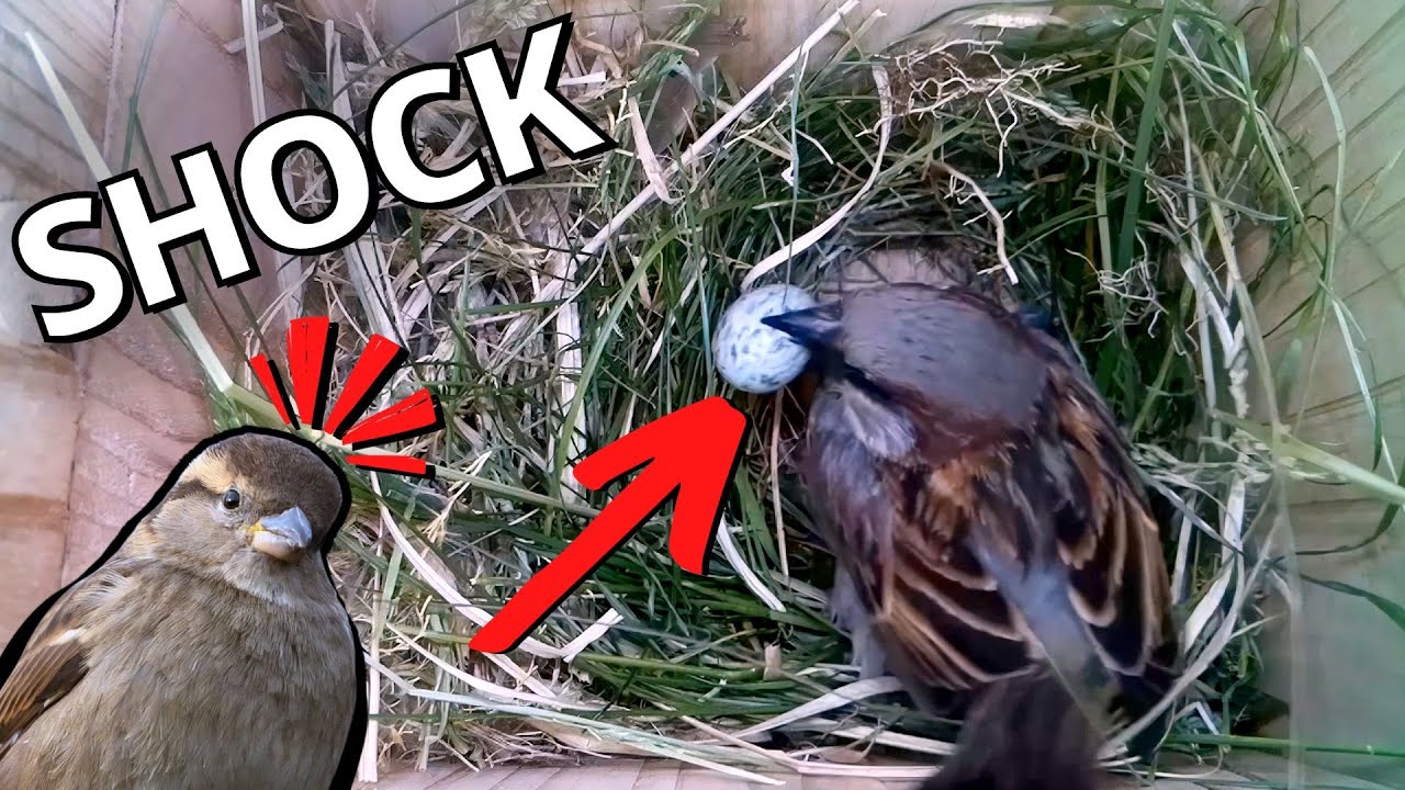 Shocking Moment Sparrow Steals a Bird’s Egg - YouTube