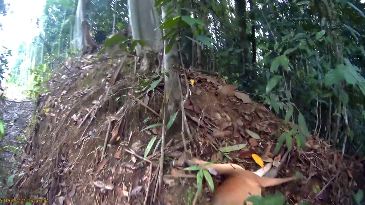 Memburu di Hulu Balingian... - YouTube