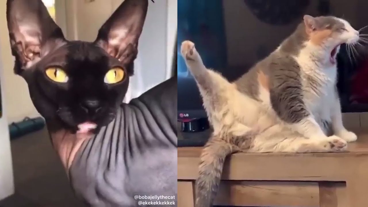 BEST DANK CAT MEMES COMPILATION OF 2020 Part 7 (From TikTok) - YouTube