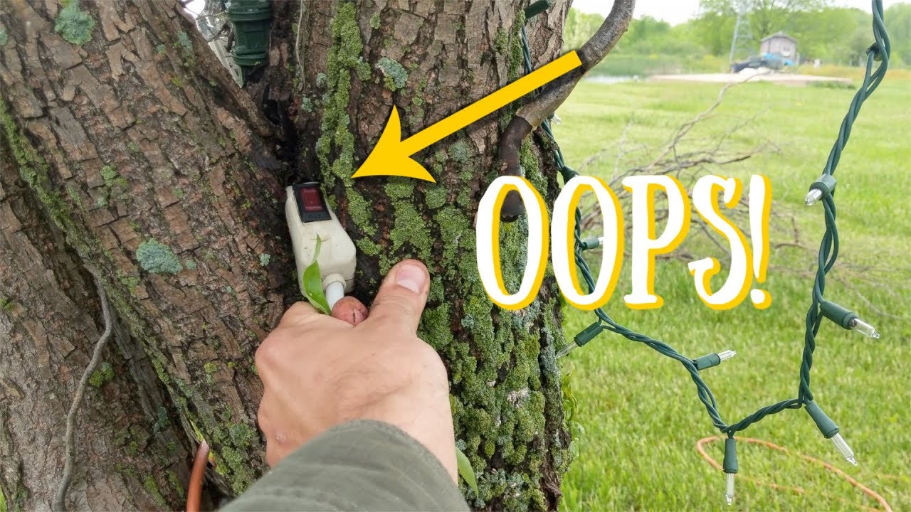 I Couldn't Believe What I Found Inside This Tree! - YouTube