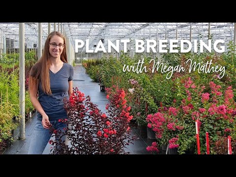 Plant Breeding with Megan Mathey - YouTube