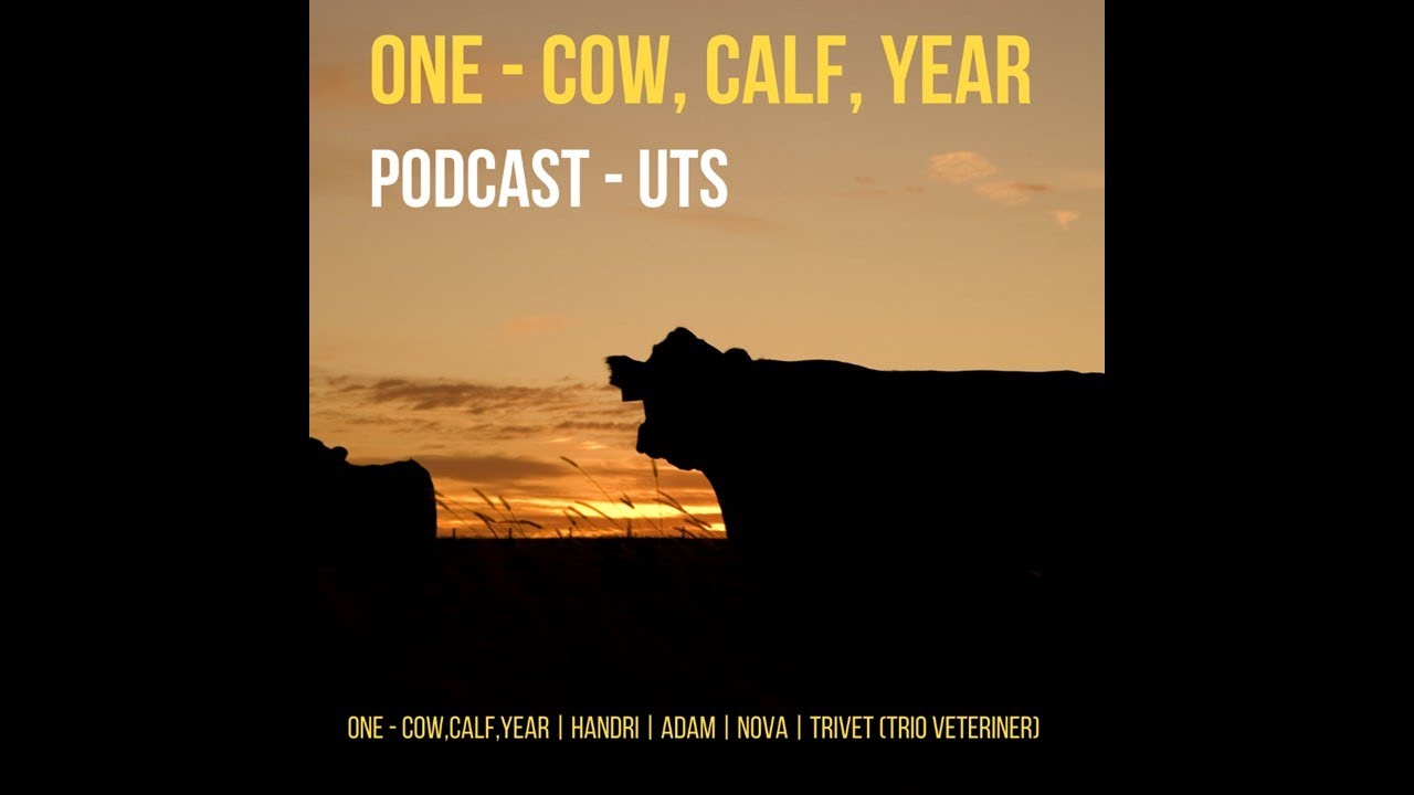 P5a Manajemen reproduksi pada sapi 1 cow 1 calf 1 year - YouTube
