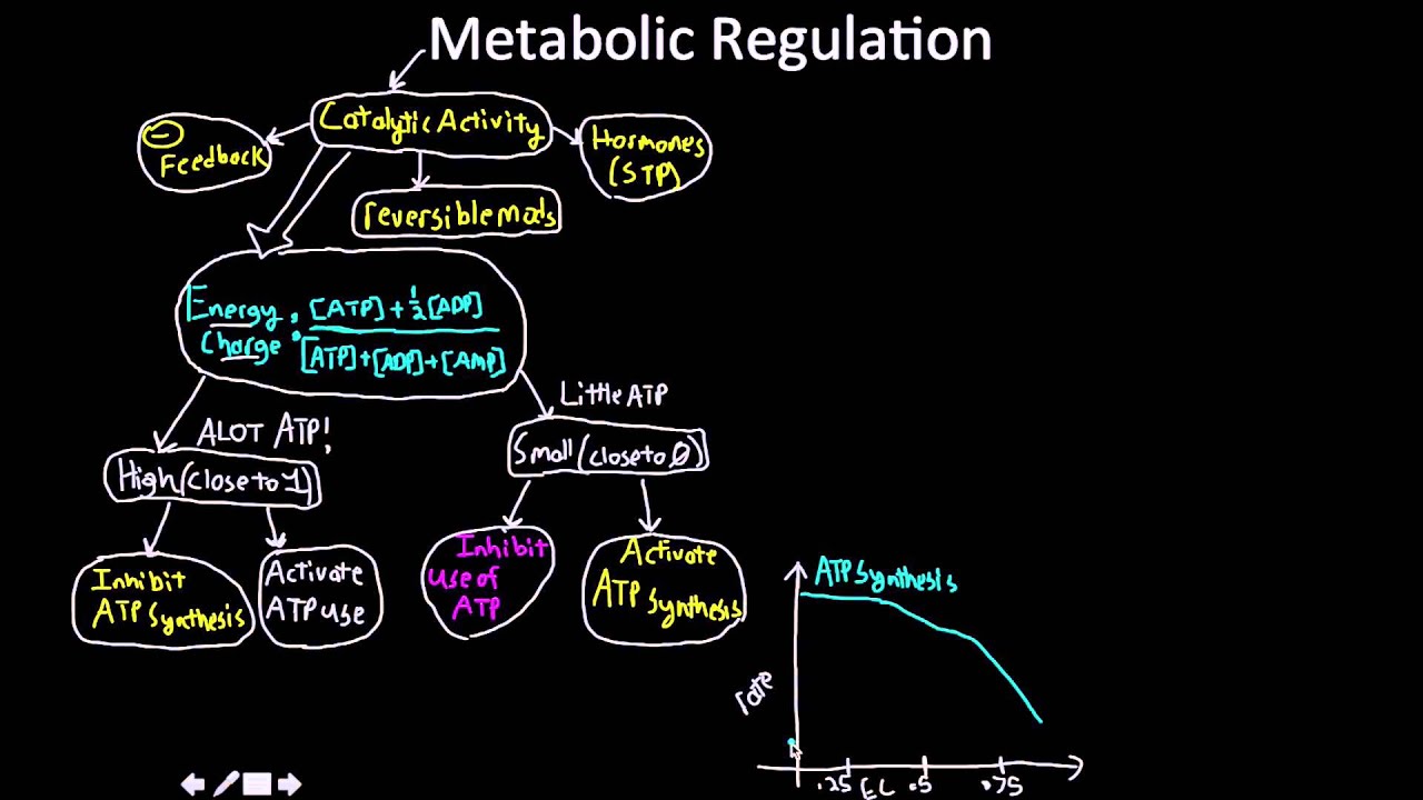 Metabolic Regulation - YouTube