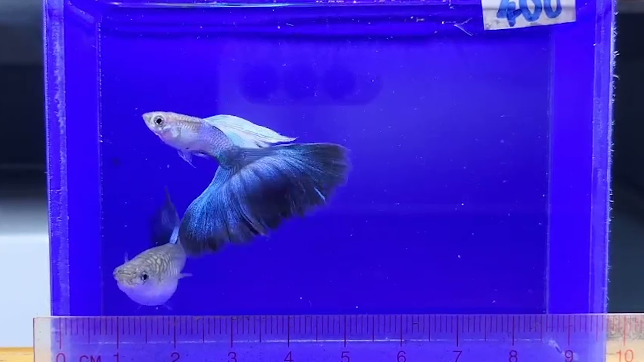 E Guppy Contest Vietnam 400 Delta - YouTube